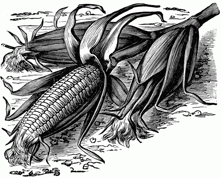 Pioneer settlers – Page 2 – Nashville Historical Newsletter
